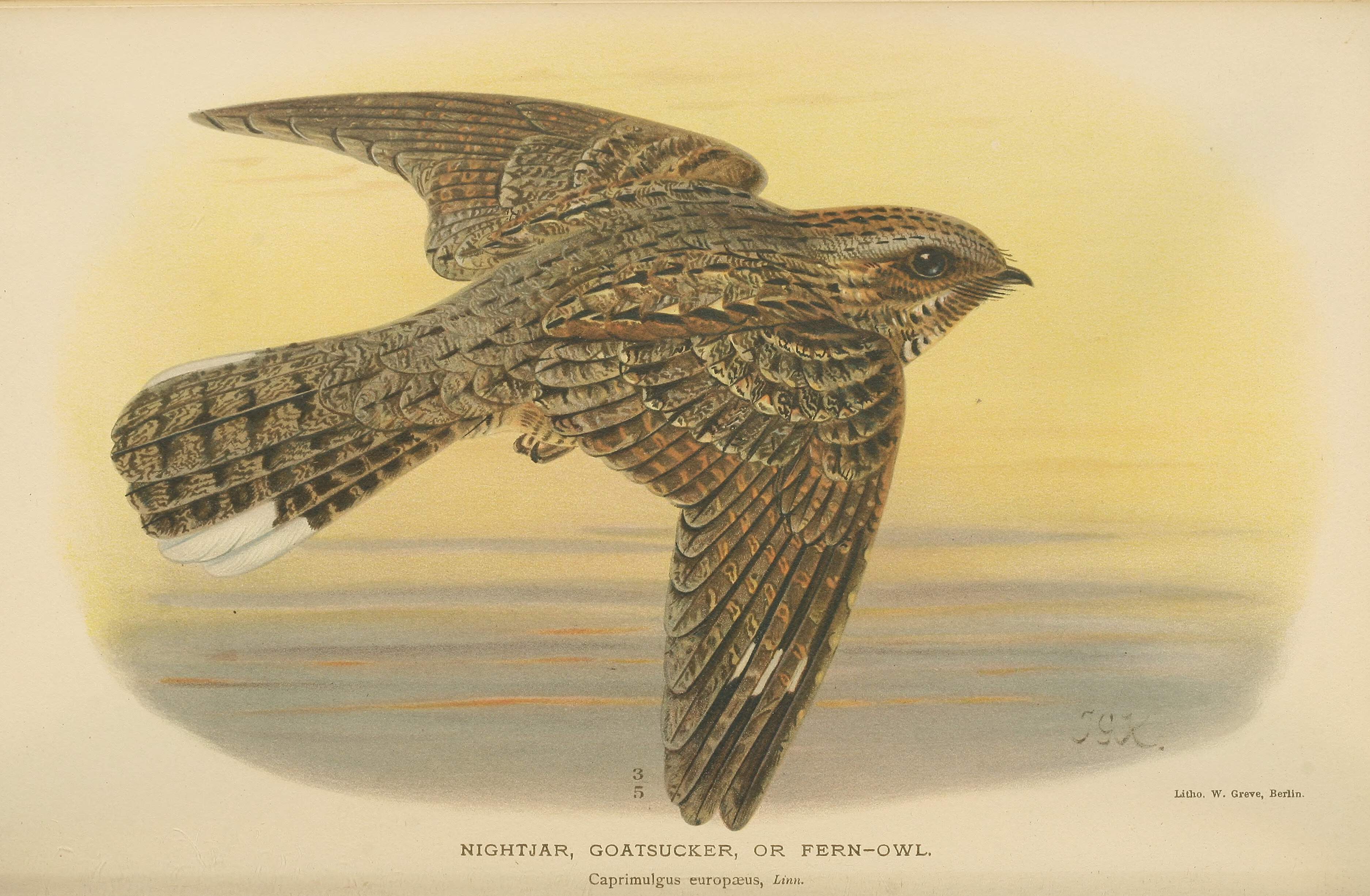 European Nightjar – Old Book Illustrations