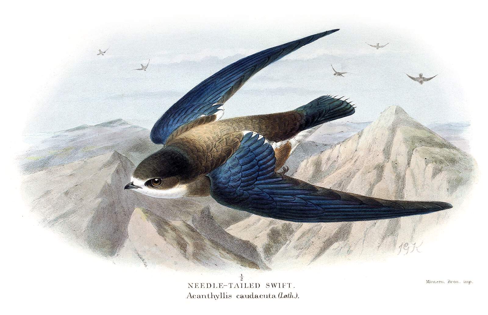 Needle-Tailed Swift – Old Book Illustrations
