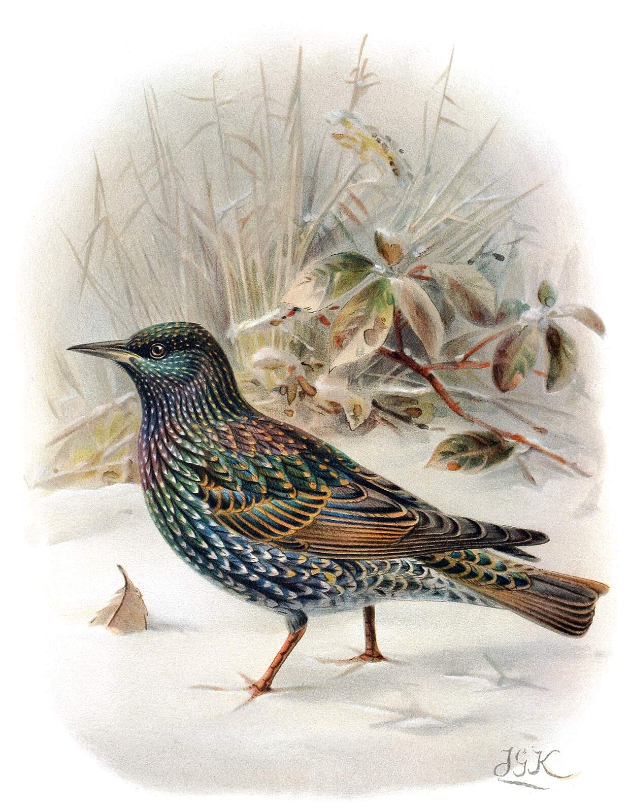 Common Starling – Old Book Illustrations