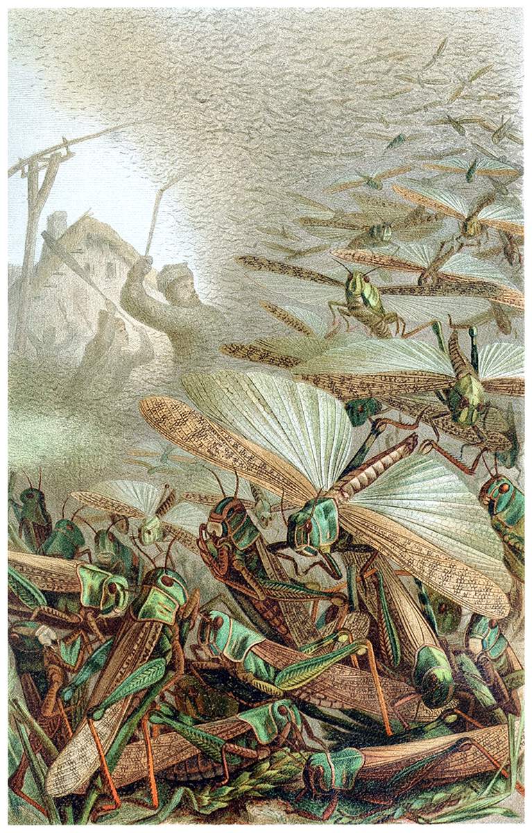 A Swarm of Locusts – Old Book Illustrations