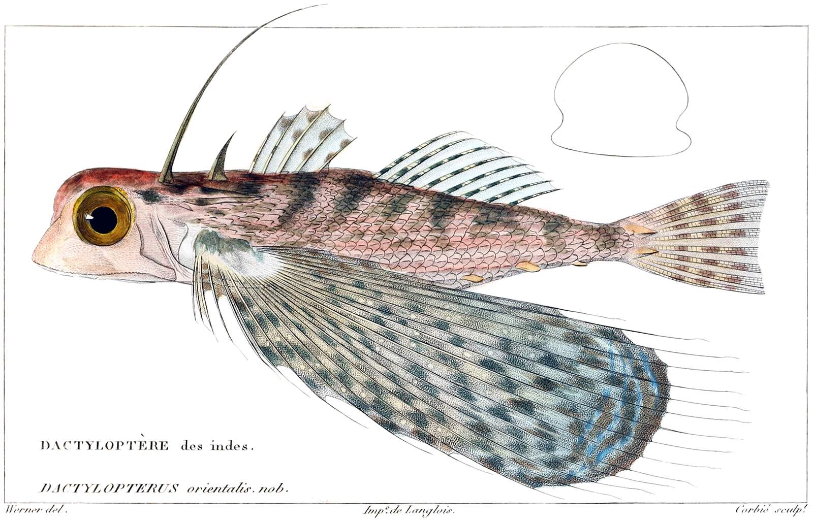 Oriental Flying Gurnard – Old Book Illustrations