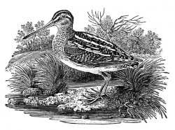 Common Snipe – Old Book Illustrations